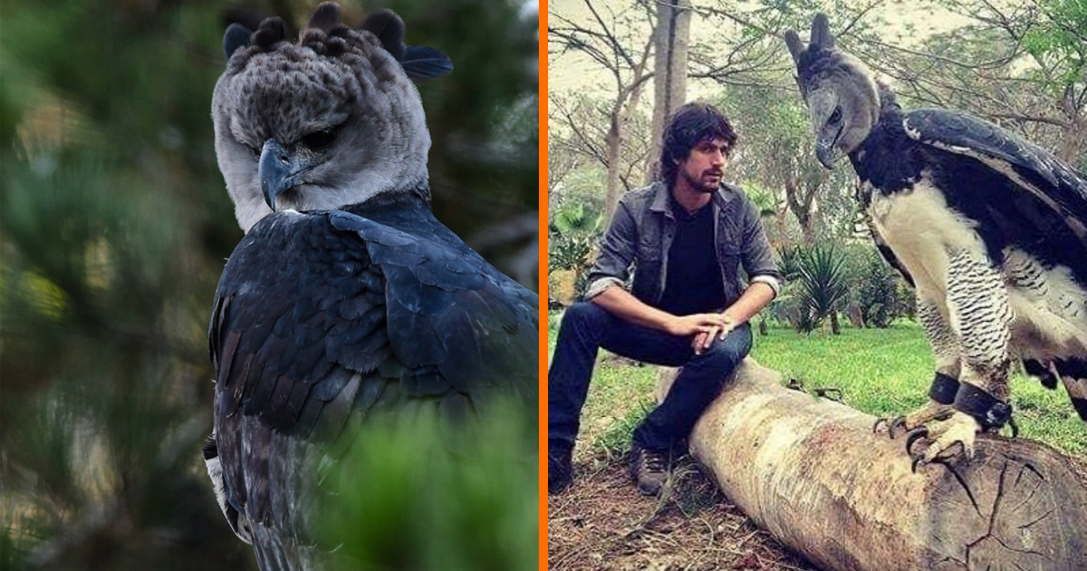 Dit is de grootste arend ter wereld, de Harpij-arend - SGXL.NL