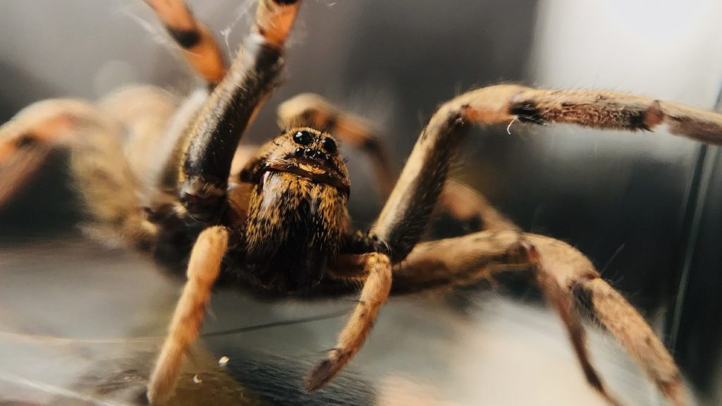 Valse Wolfspin Verovert Nederlandse Huizen!