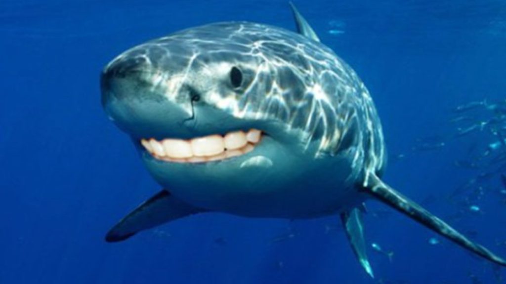 WTF: gast photoshopt haaien met menselijke tanden