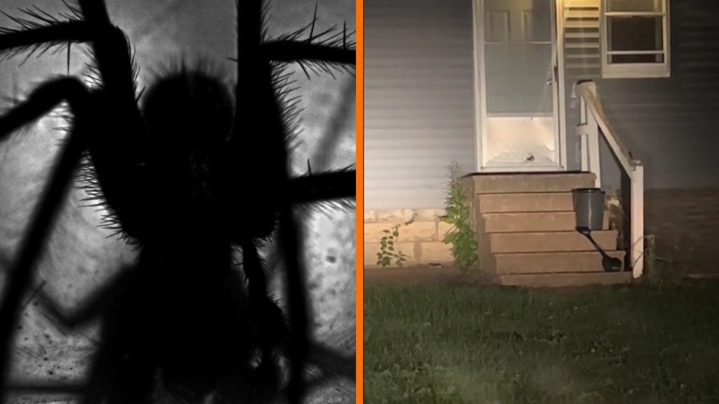 Gigantische spin neem intrek in huis en zet bewoners buiten - SGXL.NL