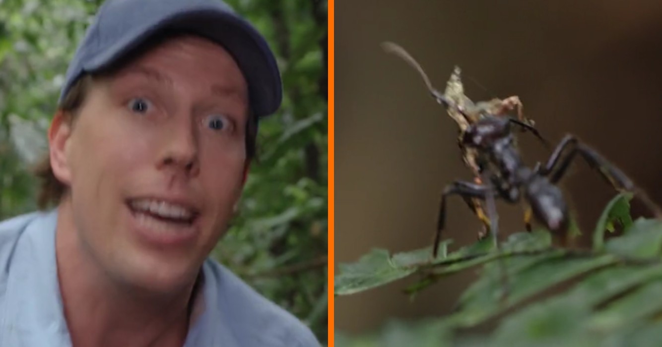 Freek Vonk ondergaat ‘s werelds pijnlijkste insectenbeet - SGXL.NL -De ...