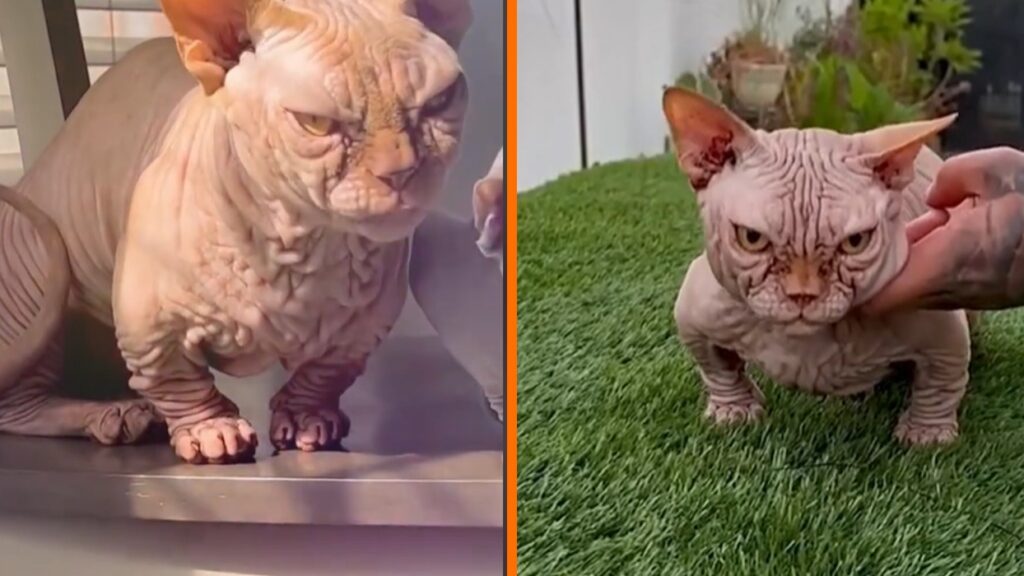 'XL Bully cat': Experts waarschuwen voor de opkomst!